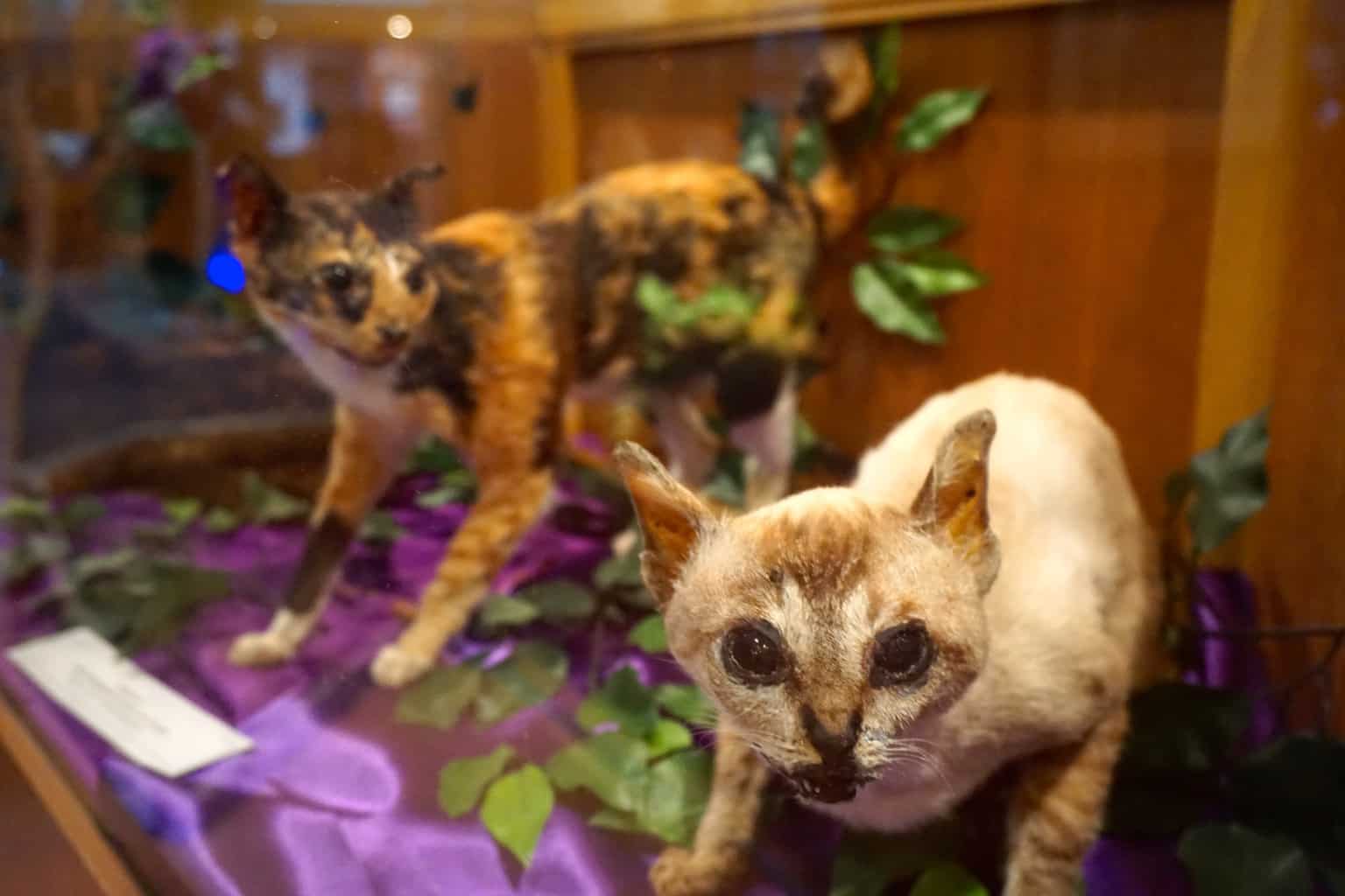 Visiting the World's Largest Cat Museum - Adventurous Pursuits